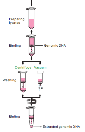 ShineGene-Silica Membrane Spin Column for DNA/RNA-DNA/RNA Purification Cartridges